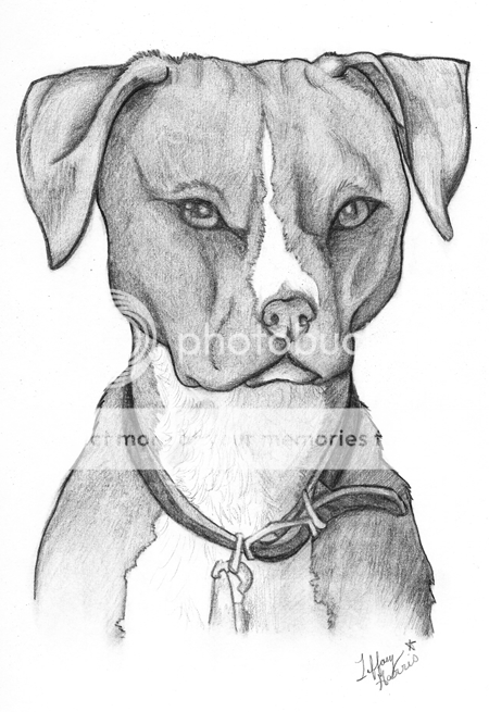 PitBull-Sketch-Tiff-small.png Photo by Fellixe46 | Photobucket