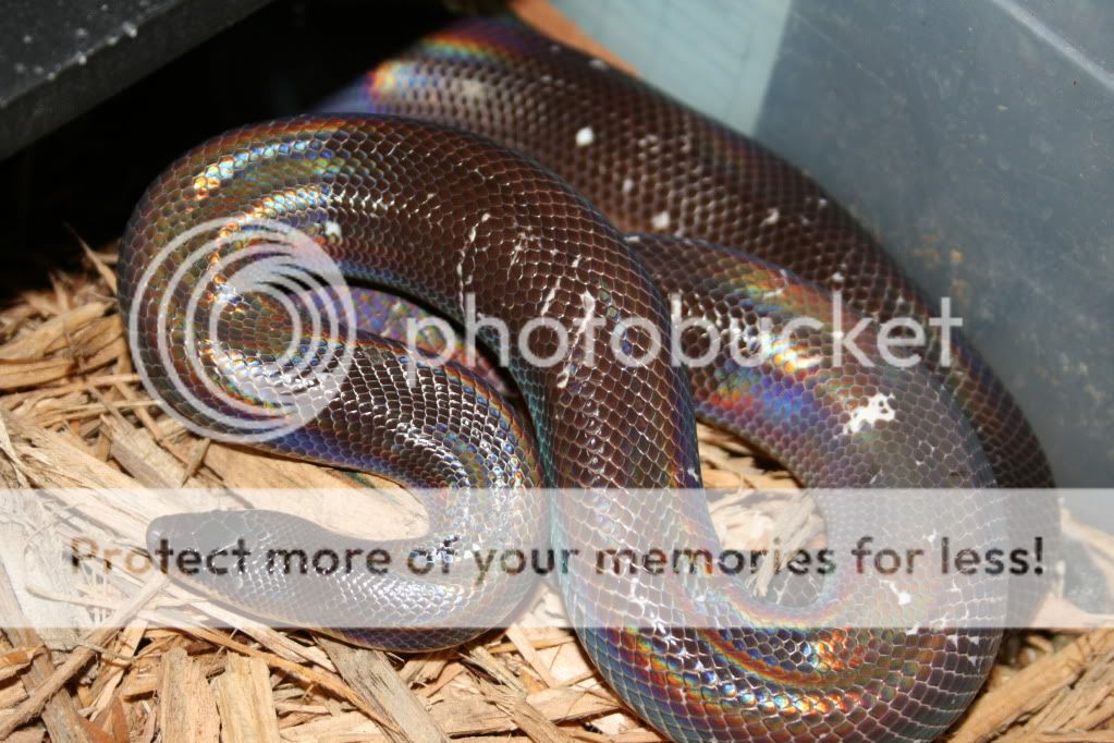 Kingsnake.com - Herpforum - Loxocemus Bicolor