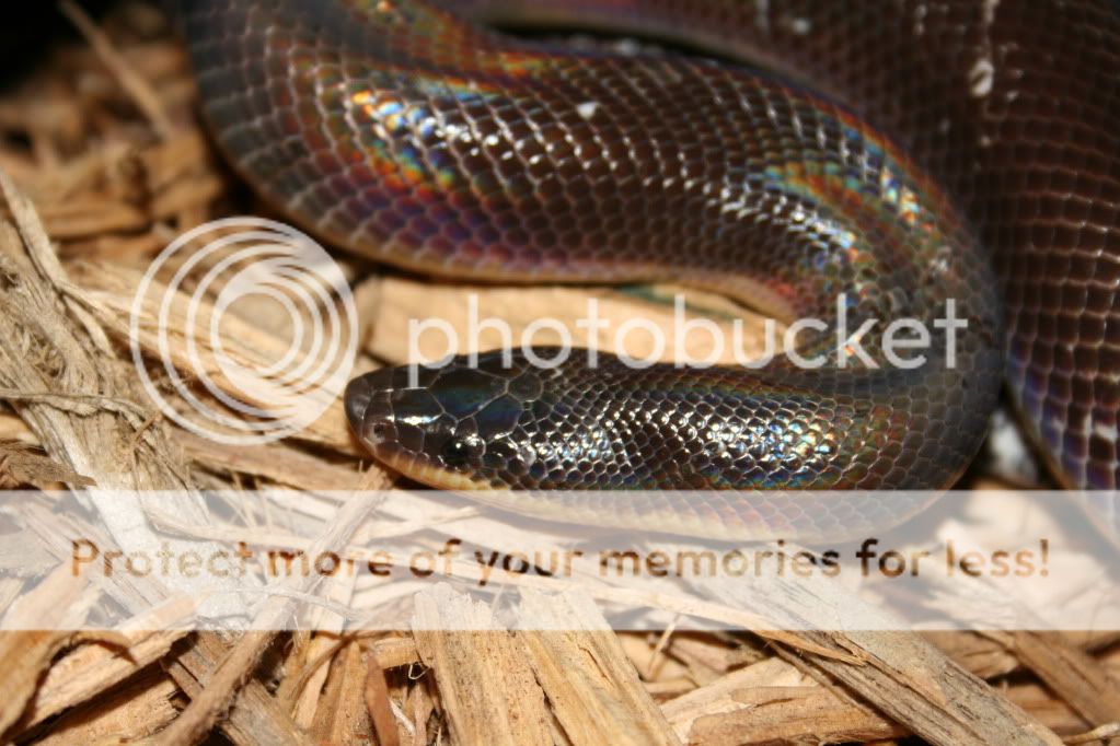 Kingsnake.com - Herpforum - Loxocemus Bicolor