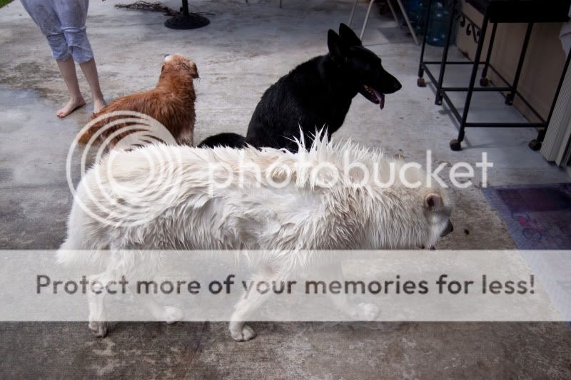 Pyro (lots of pics) Continued | Puppy Forum and Dog Forums